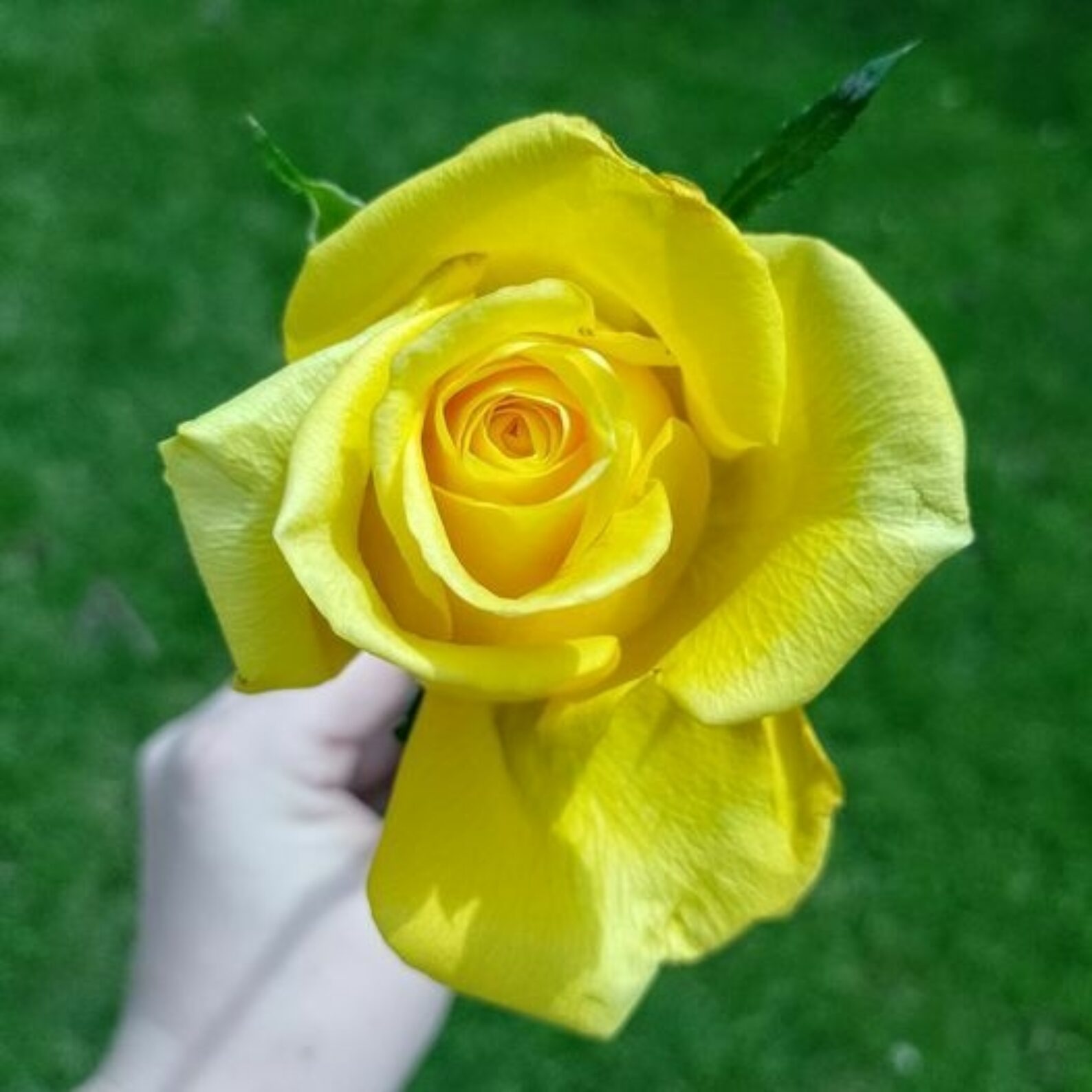 Flowers of Friendship | Gateacre Chapel